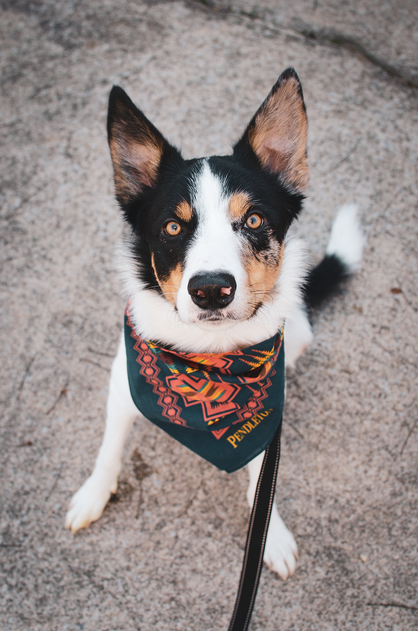 Collie Perbatasan Anjing Mamalia - Foto gratis di Pixabay - Pixabay