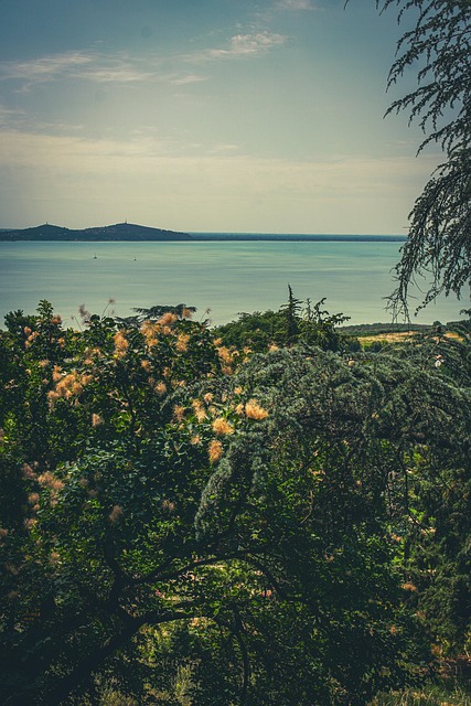 Het Balatonmeer Zomer Natuur - Gratis foto op Pixabay - Pixabay