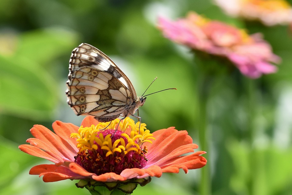 Butterfly Checkerboard Close Up - Free photo on Pixabay - Pixabay