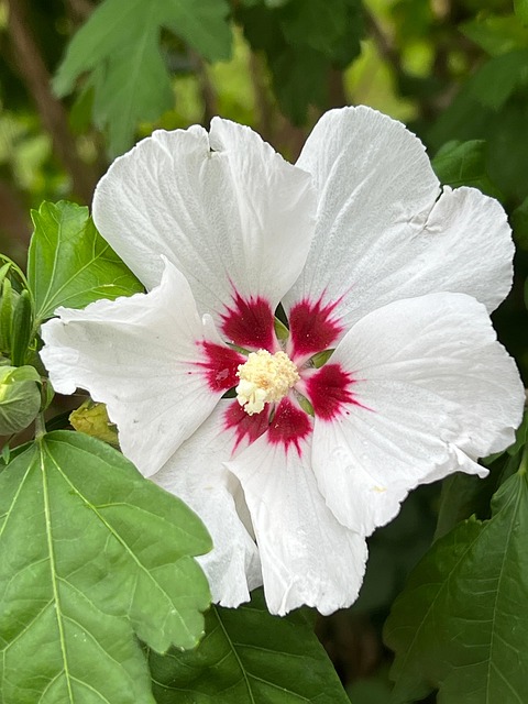 Hibiscus Kukka Kasvoi - Ilmainen valokuva Pixabayssa - Pixabay
