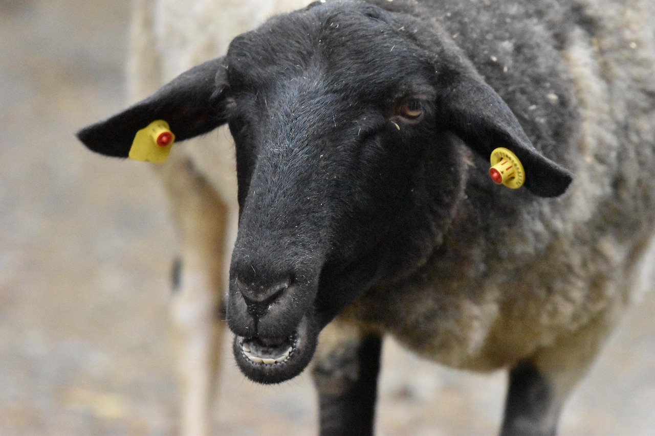 Le Mouton Cour De Ferme Animal - Photo gratuite sur Pixabay - Pixabay