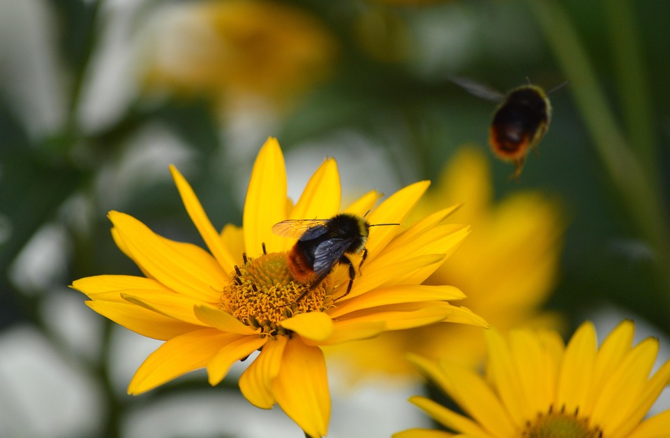 Bumble Insect Flowers Meadow - Free photo on Pixabay - Pixabay