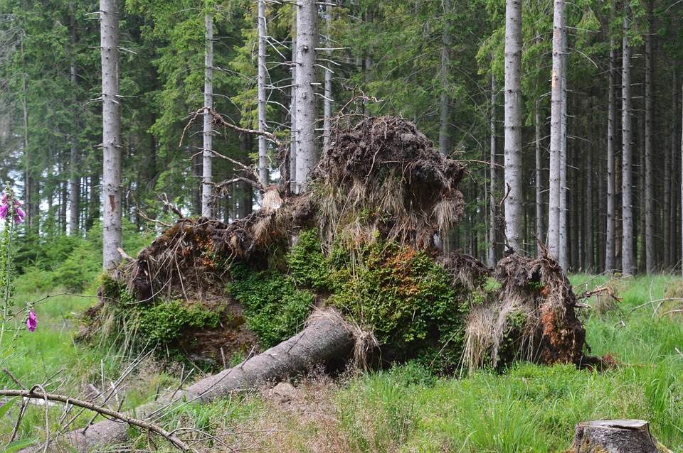 Natur Baum Sturm - Kostenloses Foto auf Pixabay - Pixabay