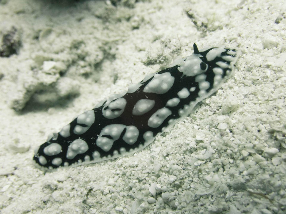 Nudibranch Red Sea Underwater - Free photo on Pixabay
