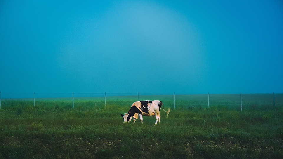 Animal Vache La Nature - Photo gratuite sur Pixabay - Pixabay
