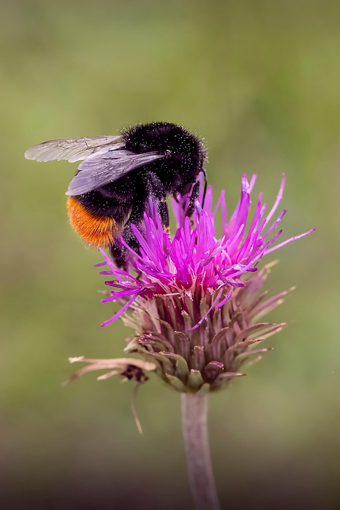 Hummel Biene Natur - Kostenloses Foto auf Pixabay - Pixabay