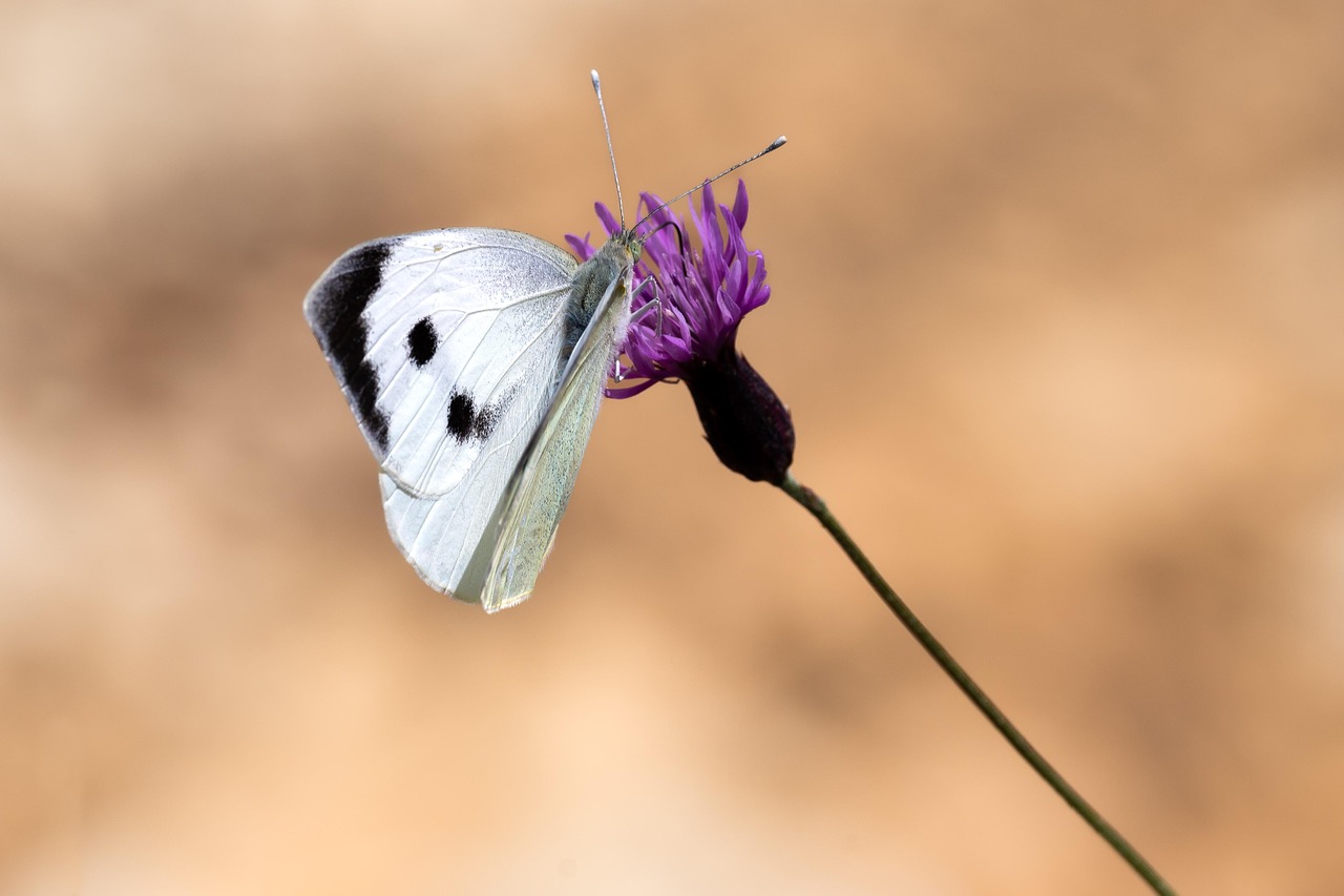 20,000+ Free Purple Butterflies & Butterfly Images - Pixabay