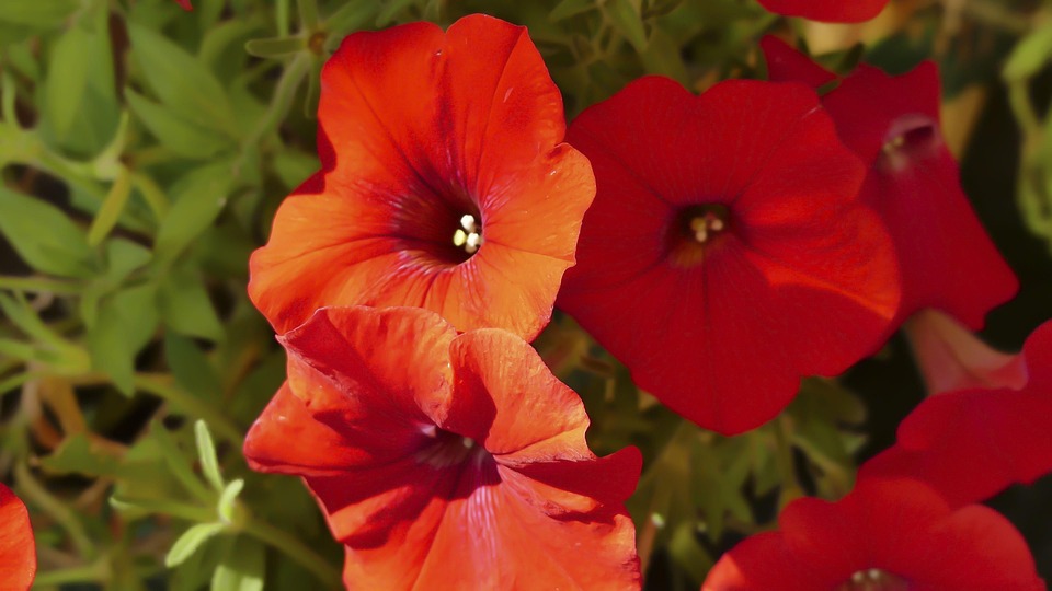 Petunia Virág Piros - Ingyenes fotó a Pixabay-en - Pixabay