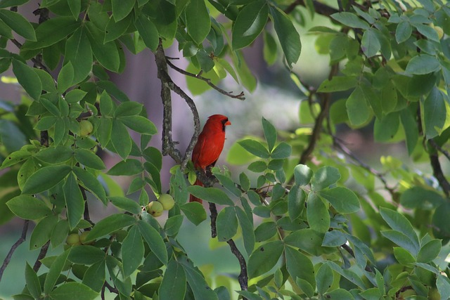 Cardinal Red Bird - Free photo on Pixabay - Pixabay