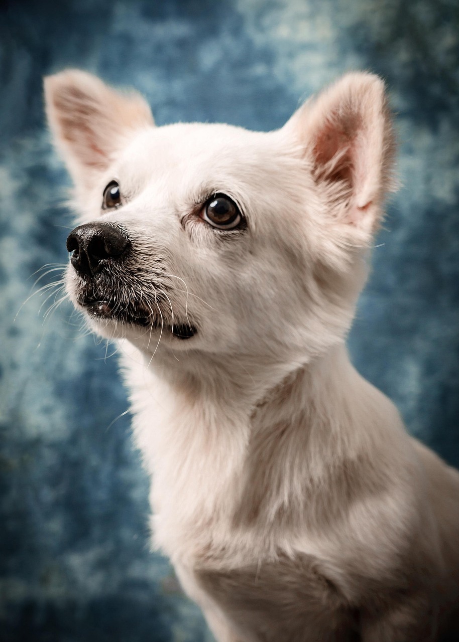 Dog Puppy Canine - Free photo on Pixabay - Pixabay