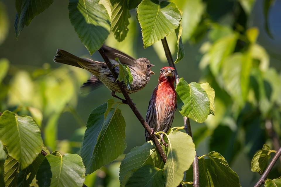 Birds Finch Robin House - Free photo on Pixabay - Pixabay