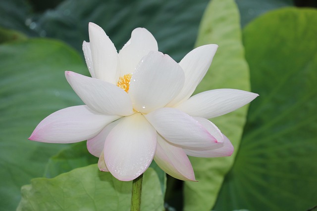 Lotus Blanc - Photo gratuite sur Pixabay - Pixabay