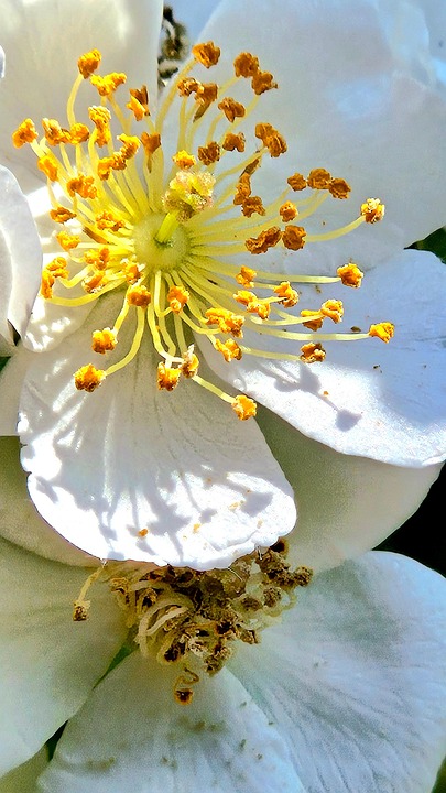 Flower Closeup Raspberry Blossom - Free photo on Pixabay - Pixabay