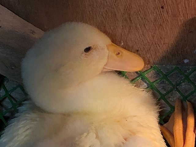 Duck Pecking Baby - Free photo on Pixabay - Pixabay