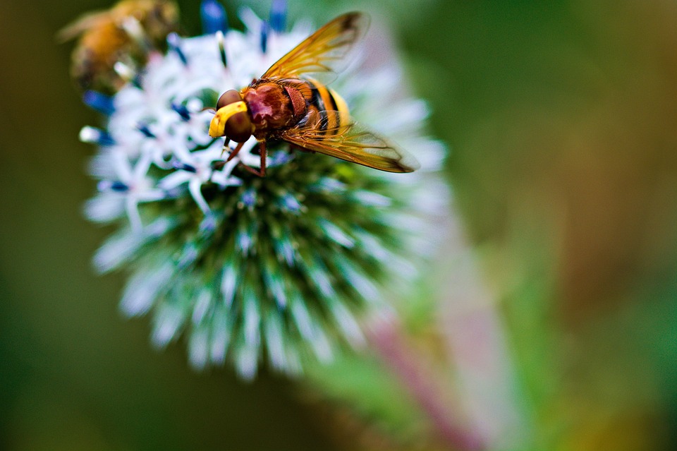 Nature Insecte - Photo gratuite sur Pixabay - Pixabay