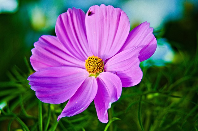 Blume Natur - Kostenloses Foto auf Pixabay - Pixabay