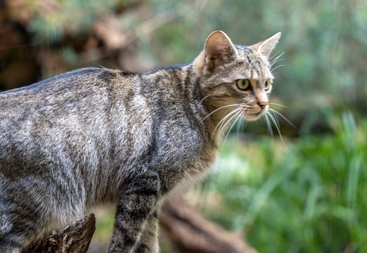 Natureza Animal Gato - Foto gratuita no Pixabay - Pixabay