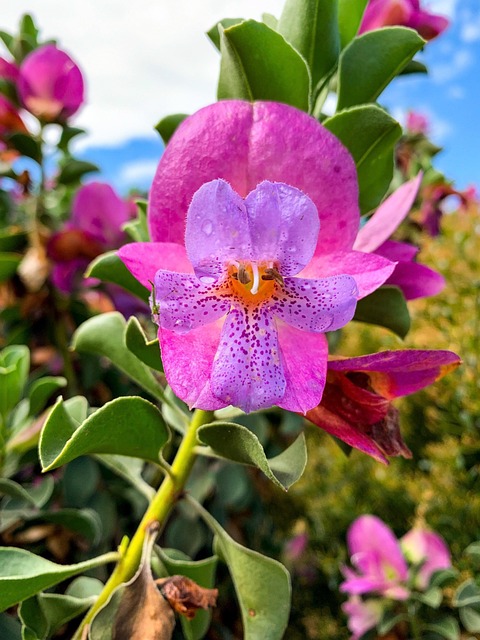 Bunga Daun-Daun Tangkai Merah - Foto gratis di Pixabay - Pixabay