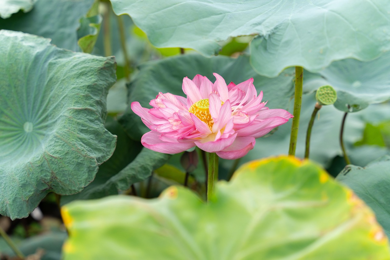 Bunga-Bunga Teratai Kolam - Foto gratis di Pixabay - Pixabay