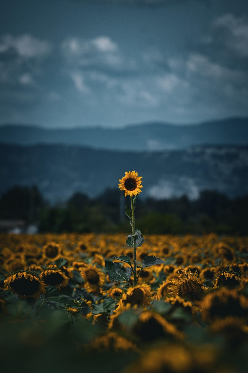 Sonnenblumen Blumen Feld - Kostenloses Foto auf Pixabay - Pixabay