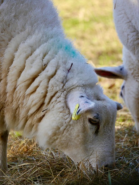 Le Mouton Diriger Laine - Photo gratuite sur Pixabay - Pixabay