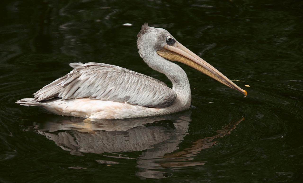 Oiseau Pélican Lac - Photo gratuite sur Pixabay - Pixabay