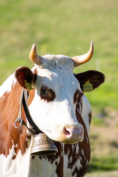 Vache Agriculture Montagnes - Photo gratuite sur Pixabay - Pixabay