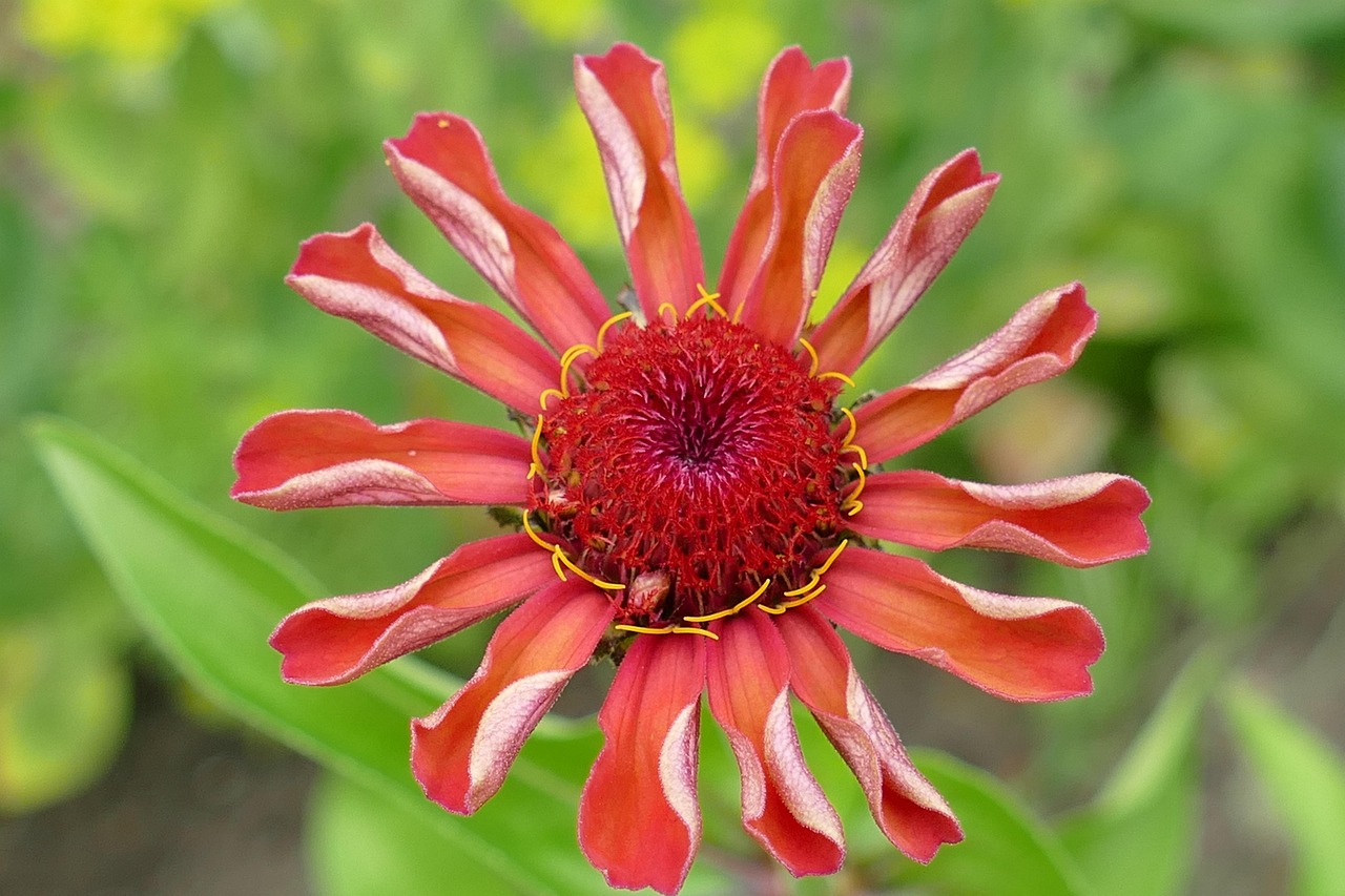 Purple Coneflower Composite Family - Free photo on Pixabay - Pixabay
