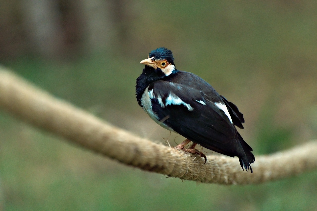 Más de 800 imágenes gratis de Pied y Naturaleza - Pixabay