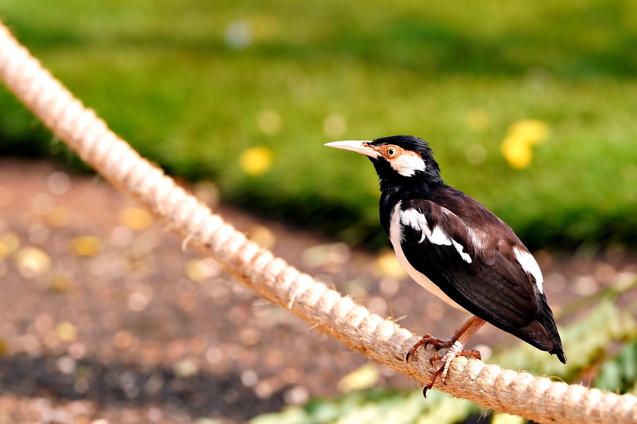 Indian Pied Myna Bird - Free photo on Pixabay - Pixabay