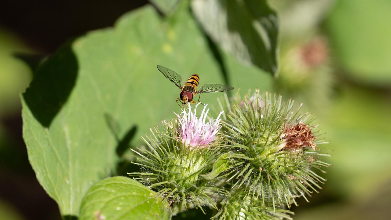 Bunga Thistle Serangga Serbuk - Foto gratis di Pixabay - Pixabay