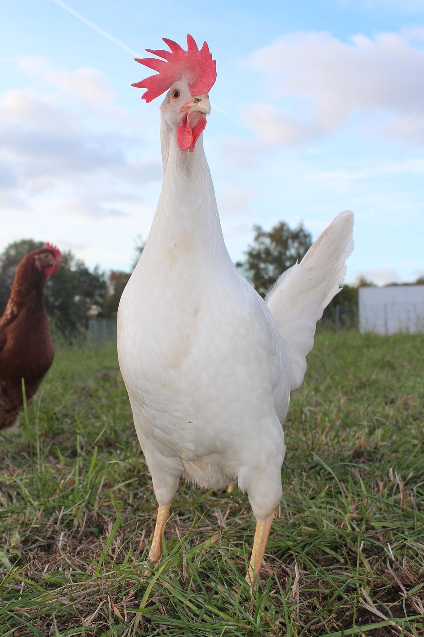Agriculture White Laying Hen - Free photo on Pixabay - Pixabay