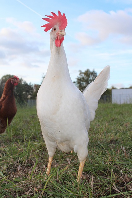 Agriculture White Laying Hen - Free photo on Pixabay - Pixabay