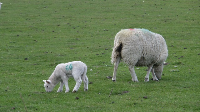 Lamb Sheep Field - Free photo on Pixabay - Pixabay