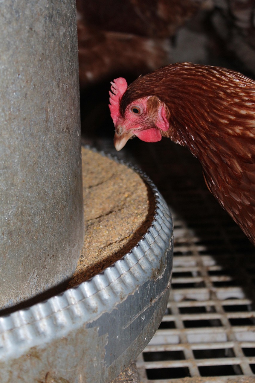 Poule Pondeuse À La Mangeoire - Photo gratuite sur Pixabay - Pixabay