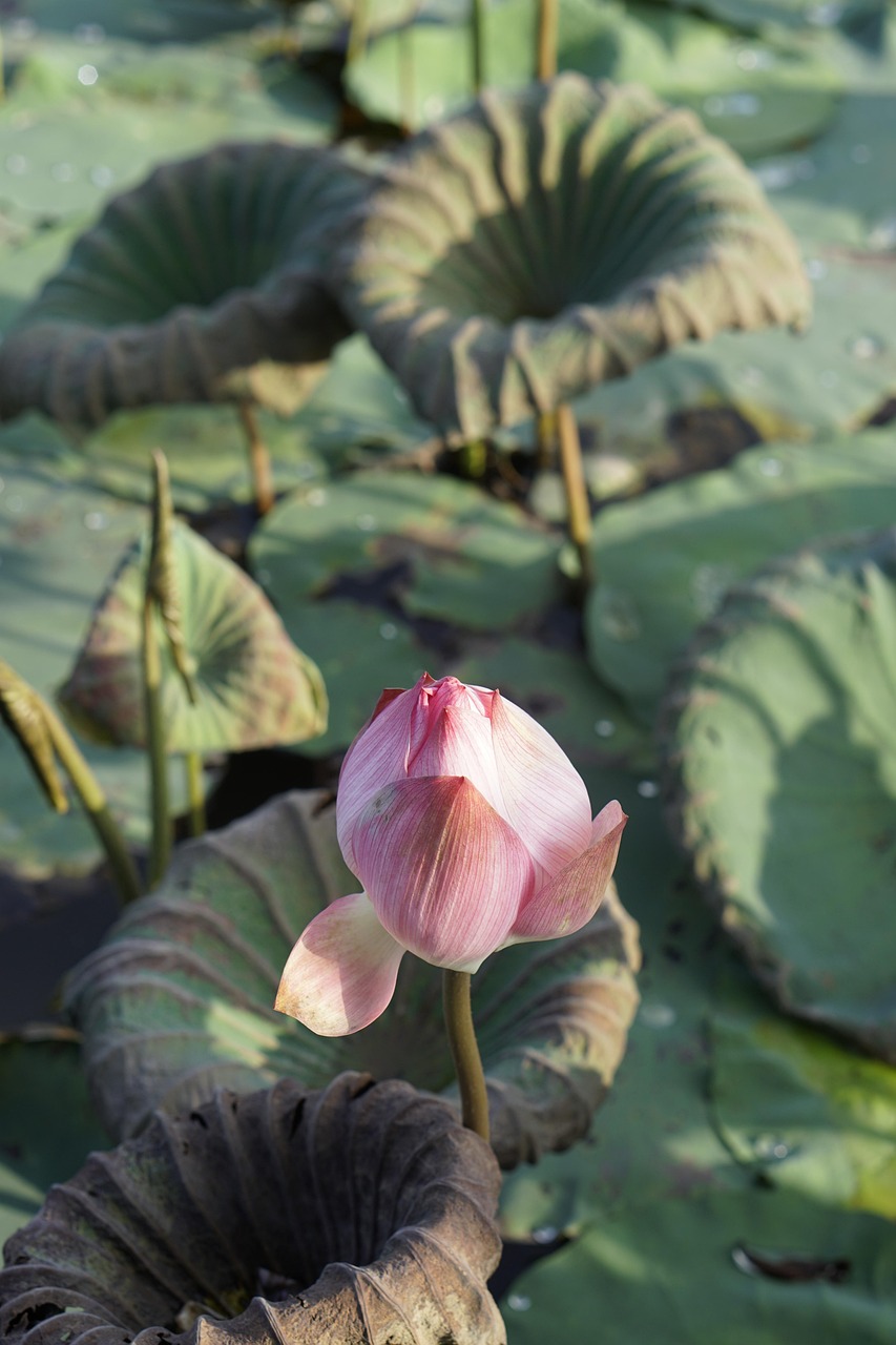 Luar Biasa Danau Teratai Bunga - Foto gratis di Pixabay - Pixabay