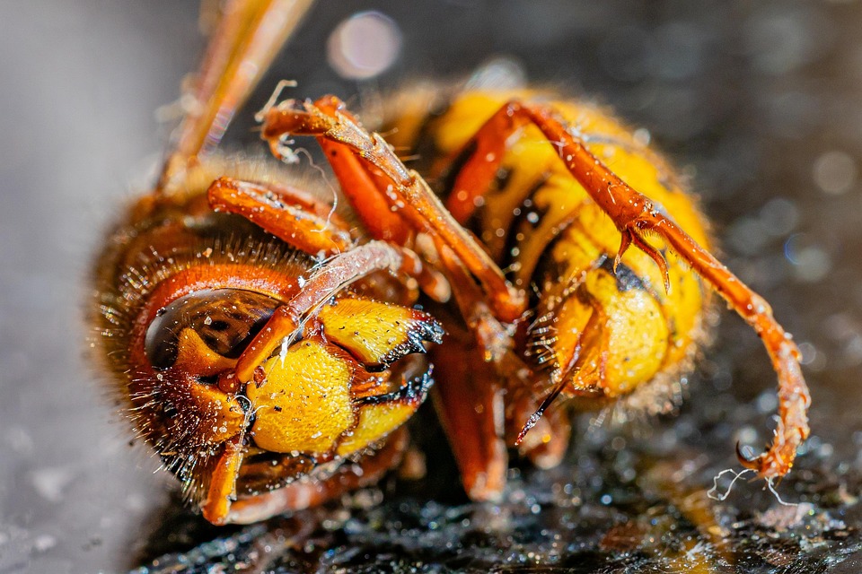 Viespe Insectă Hornets Regina - Fotografie gratuită pe Pixabay - Pixabay