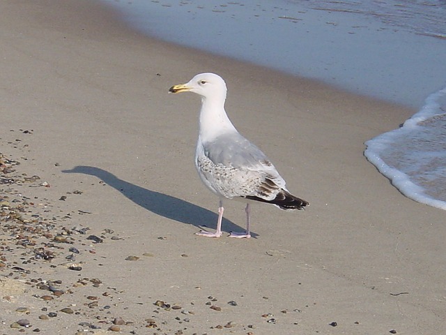 Beach Gull Sea Bird - Free photo on Pixabay - Pixabay