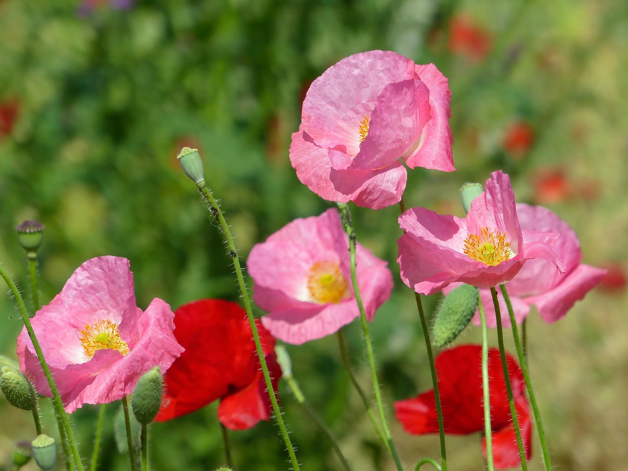 Mack Mohnblumen Blumen - Kostenloses Foto auf Pixabay - Pixabay