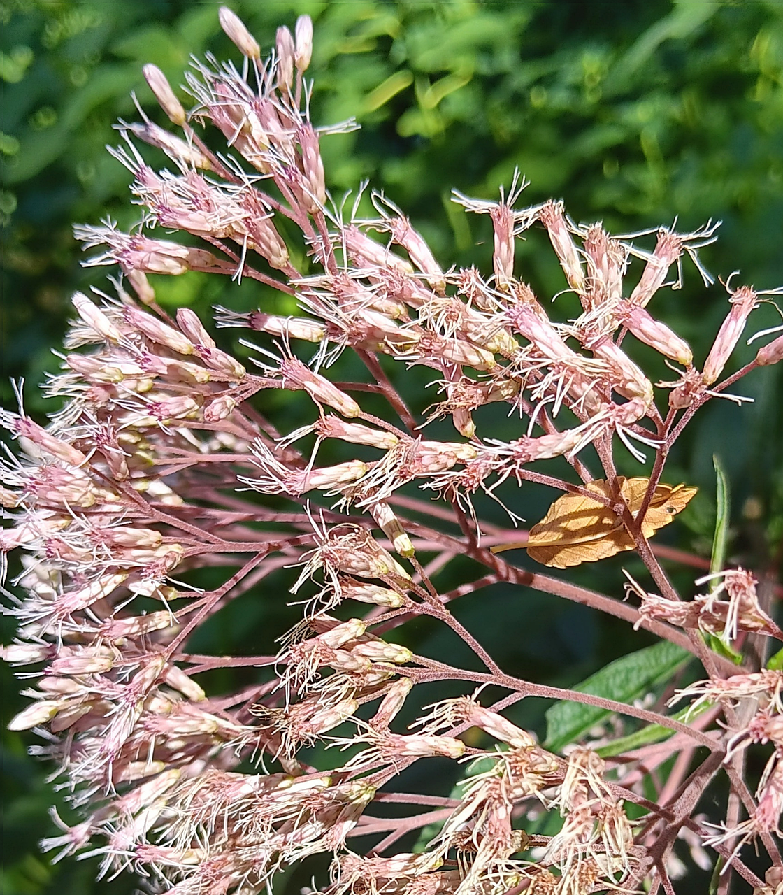 Download Spotted Joe Pye Weed, Pink, Nature. Royalty-Free Stock ...