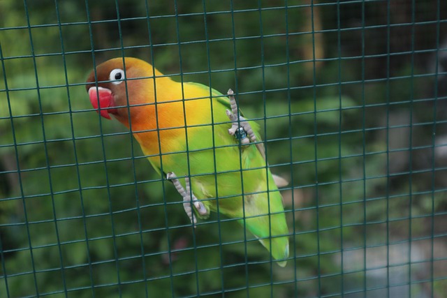 Lovely Bird Alam Burung - Foto gratis di Pixabay - Pixabay