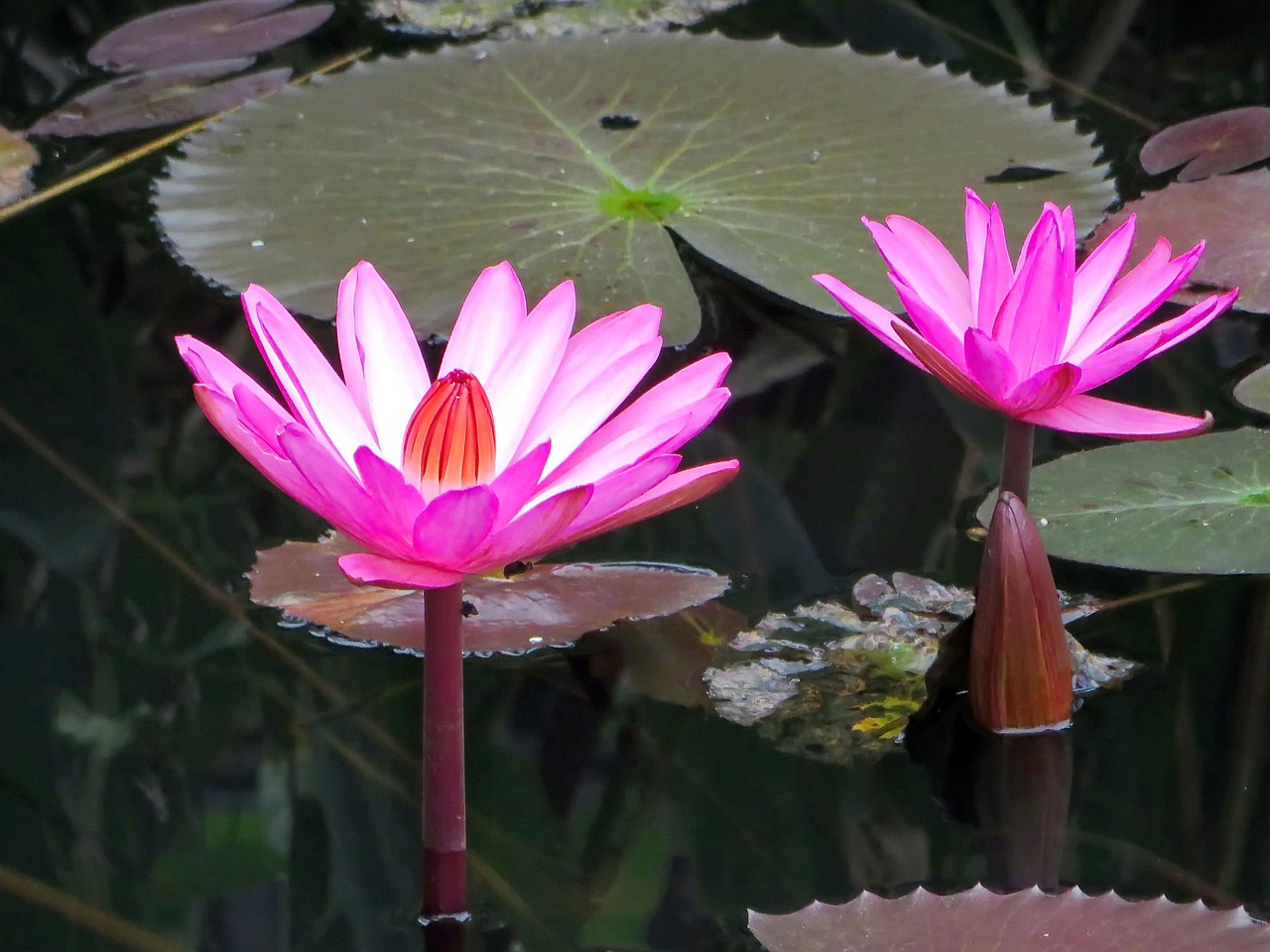 Bunga-Bunga Botani Kolam - Foto gratis di Pixabay - Pixabay