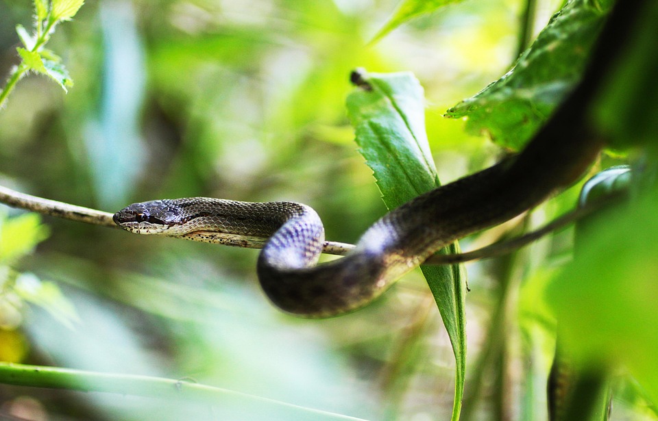 Snake Wildlife Animal - Free photo on Pixabay - Pixabay