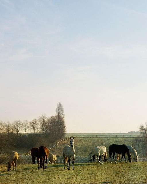 Horses Coupling Horse Riding - Free photo on Pixabay - Pixabay