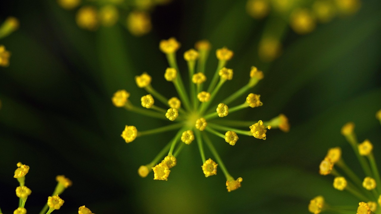 Bunga Adas Dill Mini - Foto gratis di Pixabay - Pixabay