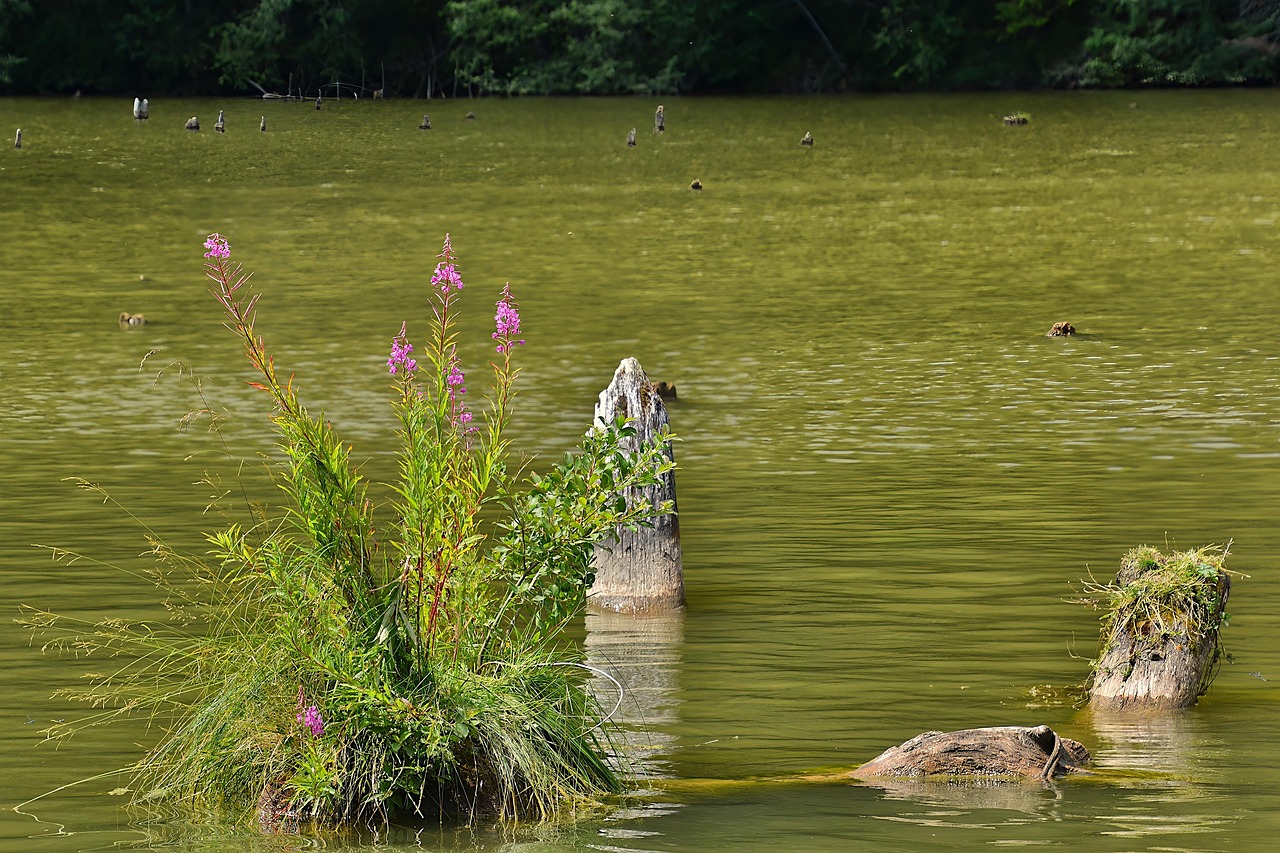 Water Flower Aquatic Plant - Free photo on Pixabay - Pixabay