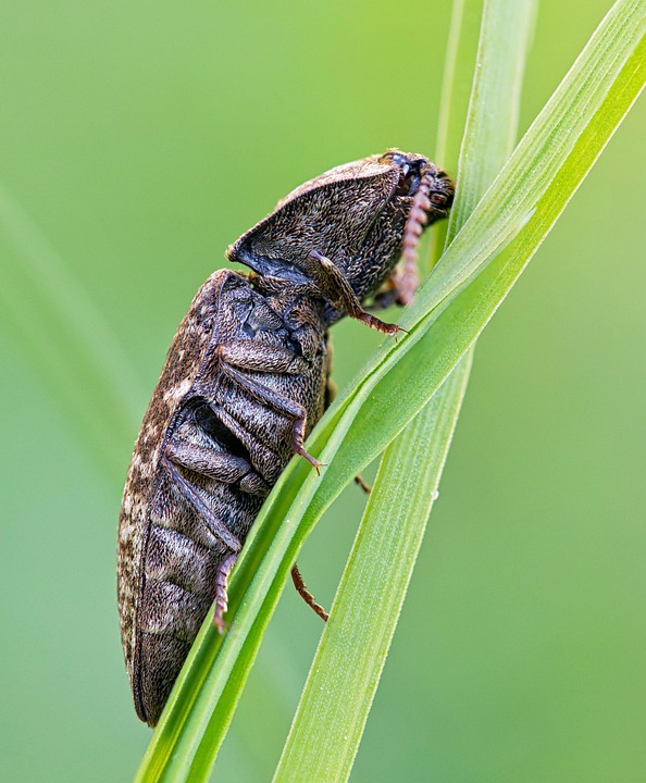 Click Beetle Insect - Free photo on Pixabay - Pixabay