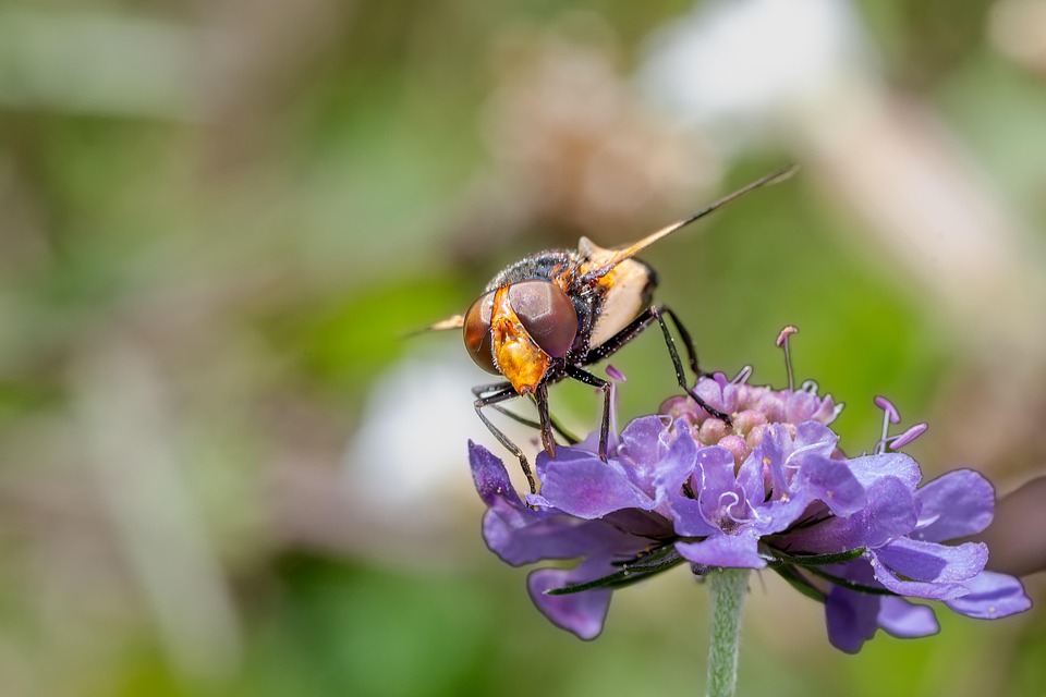 Insecto Fotografía De Insectos - Foto gratis en Pixabay - Pixabay