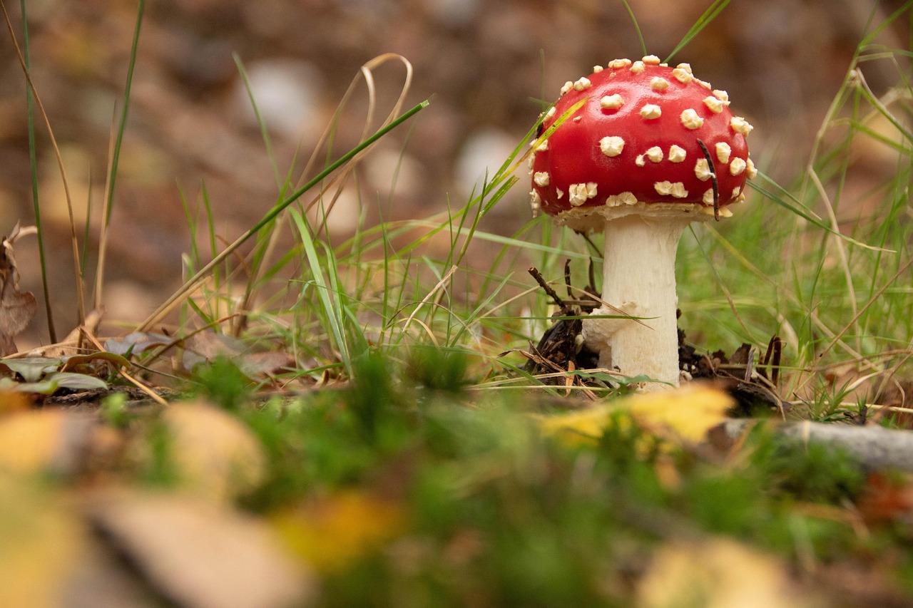Mushroom Fall Autumn - Free photo on Pixabay - Pixabay
