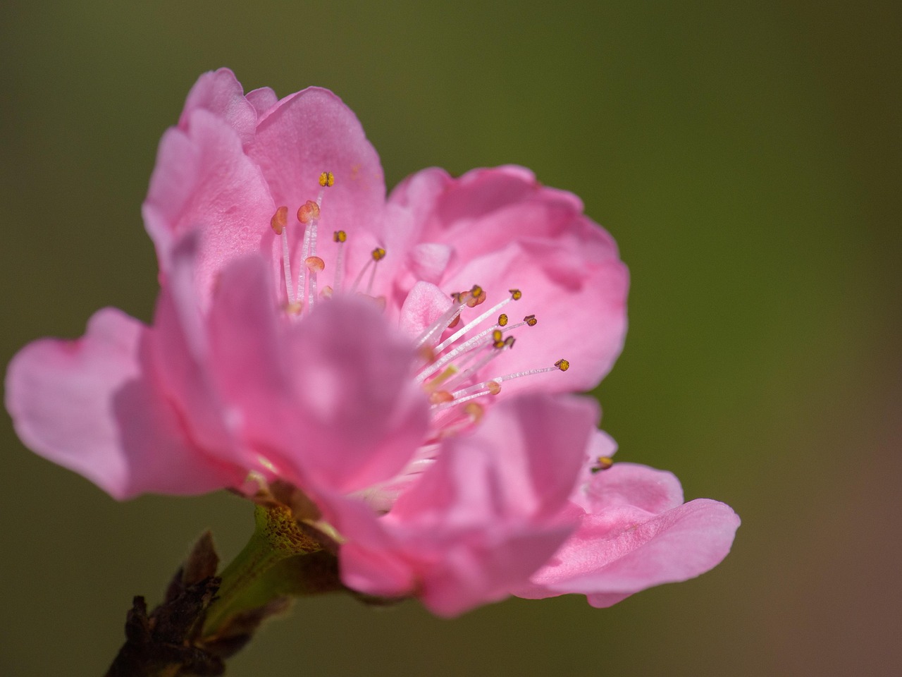 Flower Petals Stamen Peach - Free photo on Pixabay - Pixabay